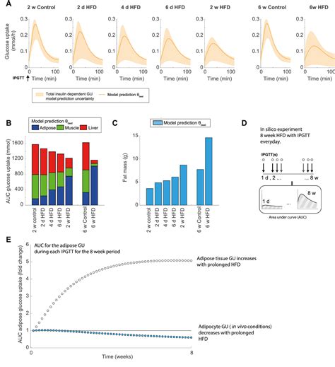 Figure 2 From A Multi Scale In Silico Mouse Model For Diet Induced