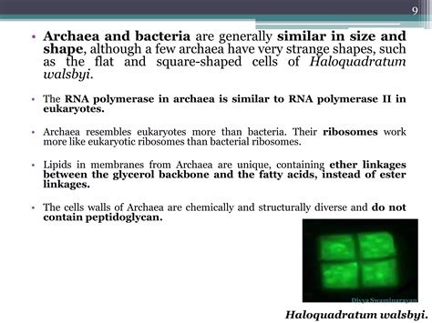 classification three domain system pdf
