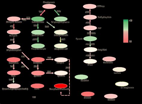 Integrated Transcriptome And Metid Based Amplificated Metabolome