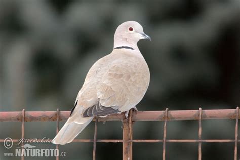 Turška Grlica Fotke Slike