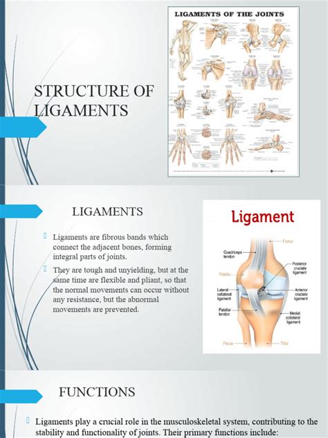 Structure Of Ligaments Pdf Extracellular Matrix Collagen