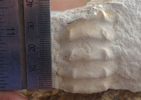 Help Identifying This U K Chalk Fossil Fossil Id The Fossil Forum