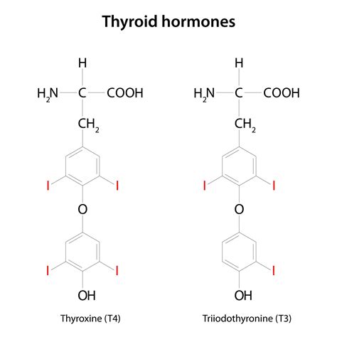 Premium Vector Thyroid Hormones Thyroxine And Triiodothyronine