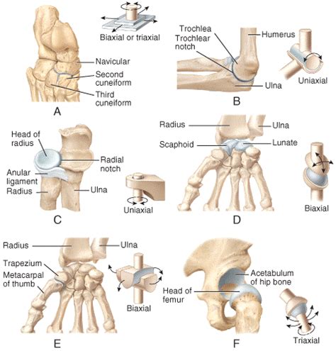 Condyloid Joint Diagram Wiring Diagram Pictures