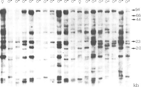 Dna Sequence Of Hypervariable Region Of Locus Dxys15 The Inverted