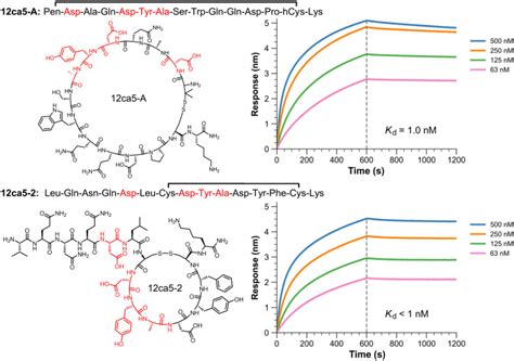 Affinity Selection Mass Spectrometry With Linearizable Macrocyclic Peptide Libraries Pmc