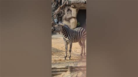 얼룩말 새로 이빨 크게 벌리고 간식 귀엽고 깜찍하게 받아 먹는데 얼룩말 새로 이빨 간식 어린이대공원 ~~~ Youtube
