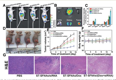 Pdf Sirna Templated 3d Framework Nucleic Acids For Chemotactic Recognition And Programmable