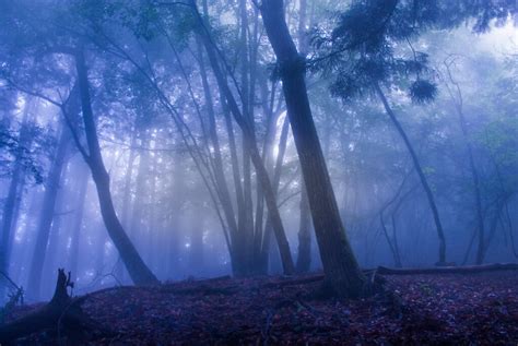 Understanding Decision Tree Classification With Scikit Learn Towards