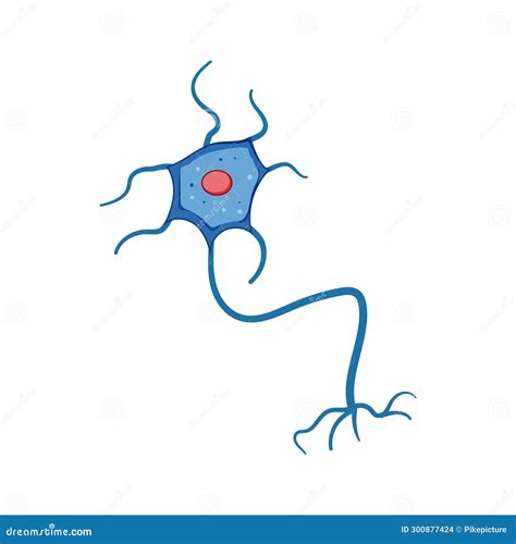 Synapse And Neurons In The Human Brain Sending Chemical And Electrical Signals Human Nervous