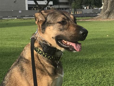 Mini Educator E Collar Review Does It Work We Love Doodles