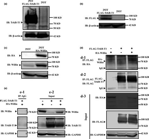 Co‐ip Confirms The Interaction Between Trkb‐t1 And Willin A Western Download Scientific