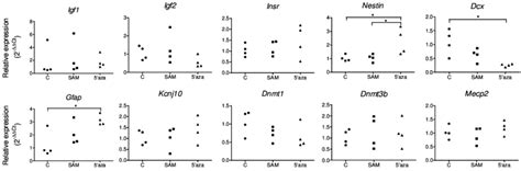 Relative Gene Expressions In Cultured Npcs Data Are Presented As