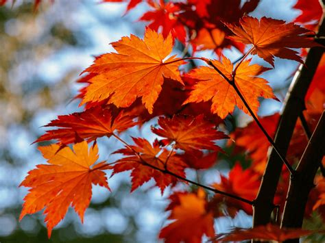 How Long Can A Maple Tree Live Lifespan Maple Tree A Garden Diary