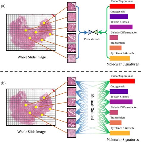 Figure 1 From Mgct Mutual Guided Cross Modality Transformer For