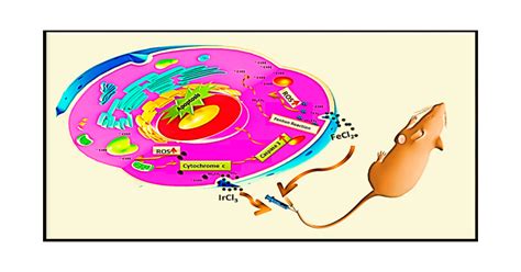 Specific Oxide Nanoclusters Enhance Intracellular Reactive Oxygen Species For Cancer Targeted
