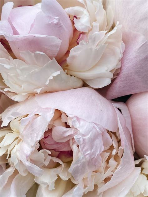 Polly Pie Beautiful Laptop And Tablet Wallpapers