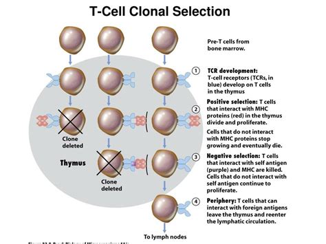 Ppt Immunology Essentials Introduction To Innate And Adaptive Immunity Powerpoint Presentation Ppt Immunology Essentials Introduction To Innate And Adaptive Immunity Powerpoint Presentation