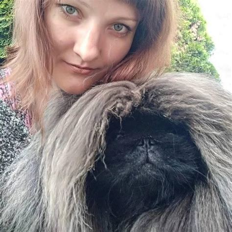 как же я устала отвечать на тупые комментарии о том что шерсть собаку защищает от жары