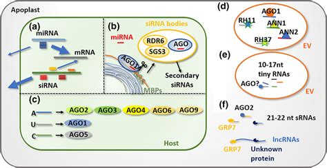 Potential Mechanisms Involved In Small Noncoding RNA SRNA Sorting Download Scientific