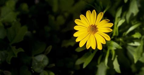 Ashley Duffus Voltage Yellow Osteospermum African Daisy