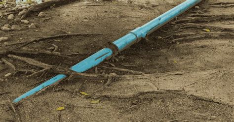 Remove Tree Roots From Sewer Lines Safely 1 Tom Plumber