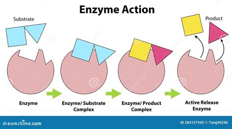 Scheme Of Enzyme Action On A Substrate Cartoon Vector 248161809