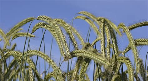 Rye Agronomy Information Nutrient Requirements Fertiliser Advice Yara Uk