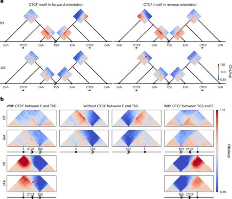 Rewiring Of Enhancer Promoter Interactions After Ctcf Depletion A Dot Download Scientific