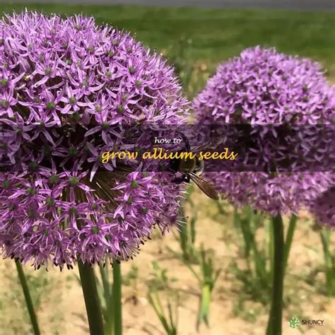 The Comprehensive Guide To Growing Allium Seeds Tips And Tricks For A