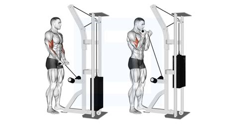 Dumbbell Seated Bicep Curl Guide Benefits And Form