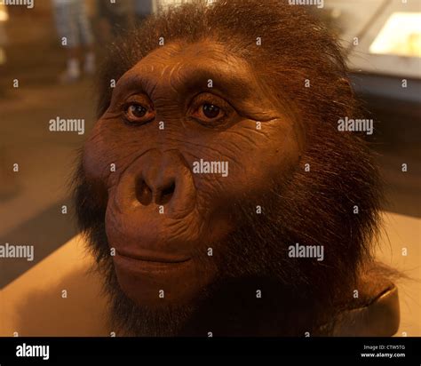 Paranthropus Boisei Lebensraum Loncfd
