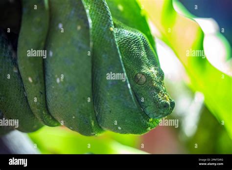 The Green Tree Python Morelia Viridis Is A Species Of Snake In The Family Pythonidae It Is A