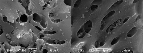 Scanning Electron Micrographs Sem Of Biochar Download Scientific Diagram