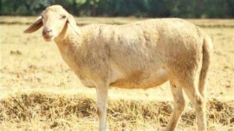Native Breed Of Bihar बिहार की पहचान है शाहबादी भेड़ ऊन और मीट है