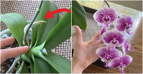 How To Get Your Orchid To Re Bloom