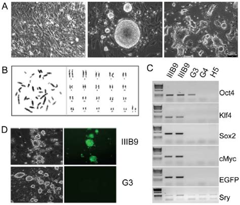 Generation Of Rat Ips Rips Cells A Rat Embryonic Fibroblasts Download Scientific Diagram