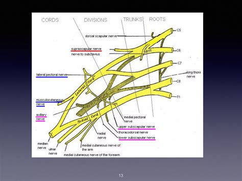 Shoulder Block Tutorial 2014 Ppt