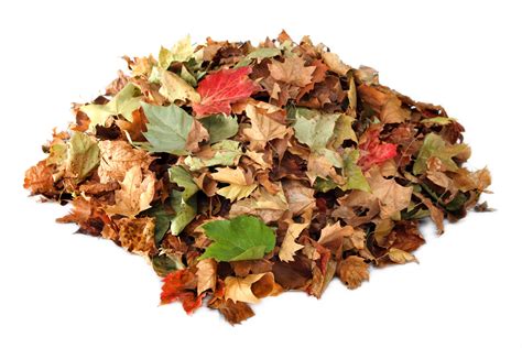 Community Leaf Composting Opportunities And Events Recology