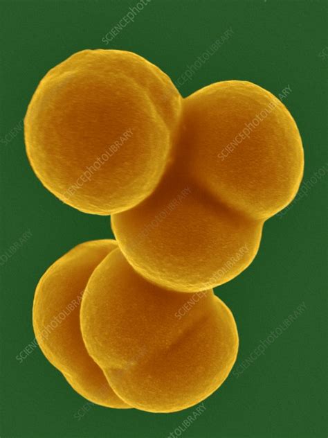 Staphylococcus Aureus Sem Stock Image C032 2055 Science Photo