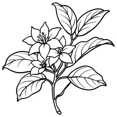 Jasmine Flower Pattern Vector Art Icons And Graphics For Free Download