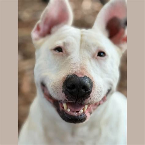 Stella Medium Female Bull Terrier X French Bulldog Mix Dog In Nsw