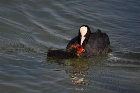 Ot Coot Soluk Ray Fulica Pixabay De Cretsiz Foto Raf Pixabay