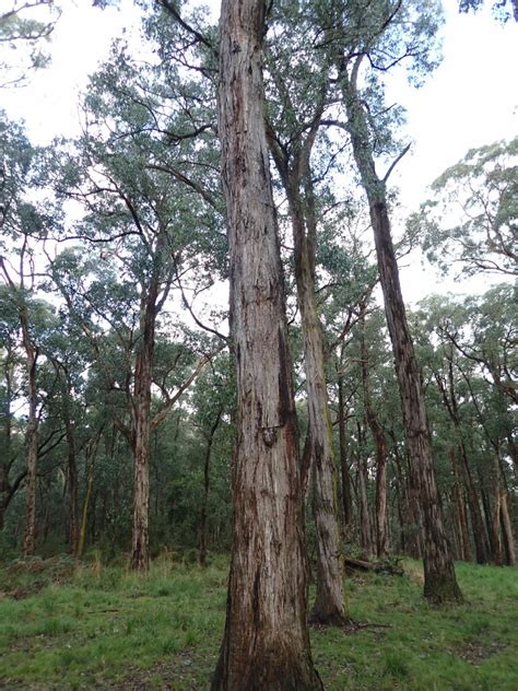 Brown Top Stringybark From Melbourne Vic Australia On August 19 2023 By Montgomery Hall