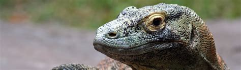 Evolution Is Really Not That Into Sex Nautilus