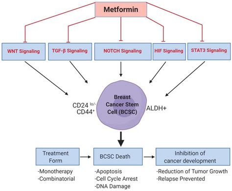 Metformin Activity Against Breast Cancer Mechanistic Differences By Molecular Subtype And
