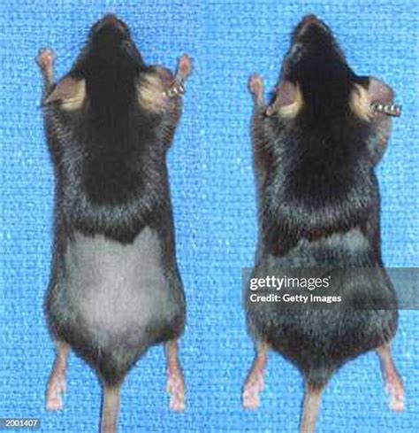 Mice Test Photos And Premium High Res Pictures Getty Images