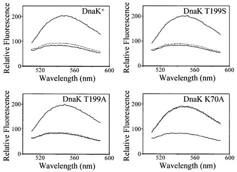 Peptide Binding And Release By Dnak And Dnak Derivatives Dnak Or