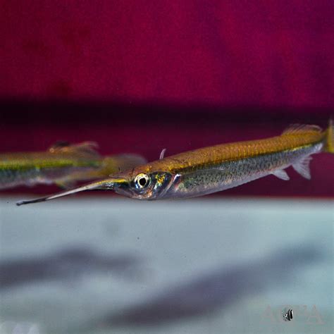 Dunckers Halfbeak Zenarchopterus Dunckeri Aqua Imports