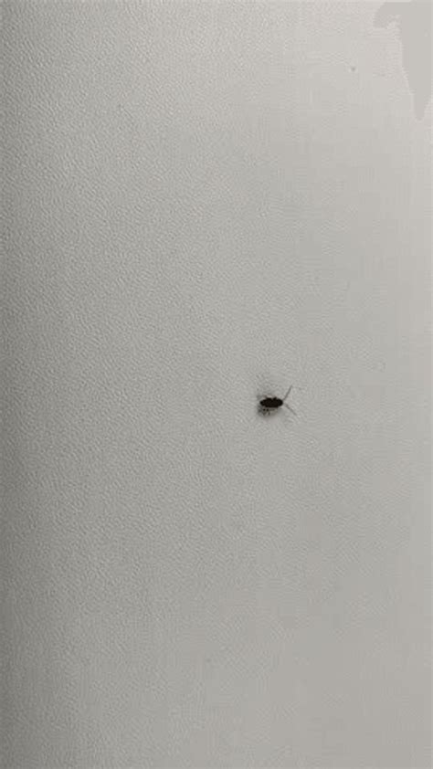 Small Cockroach Walking On Plain White Stock Footage Video 100